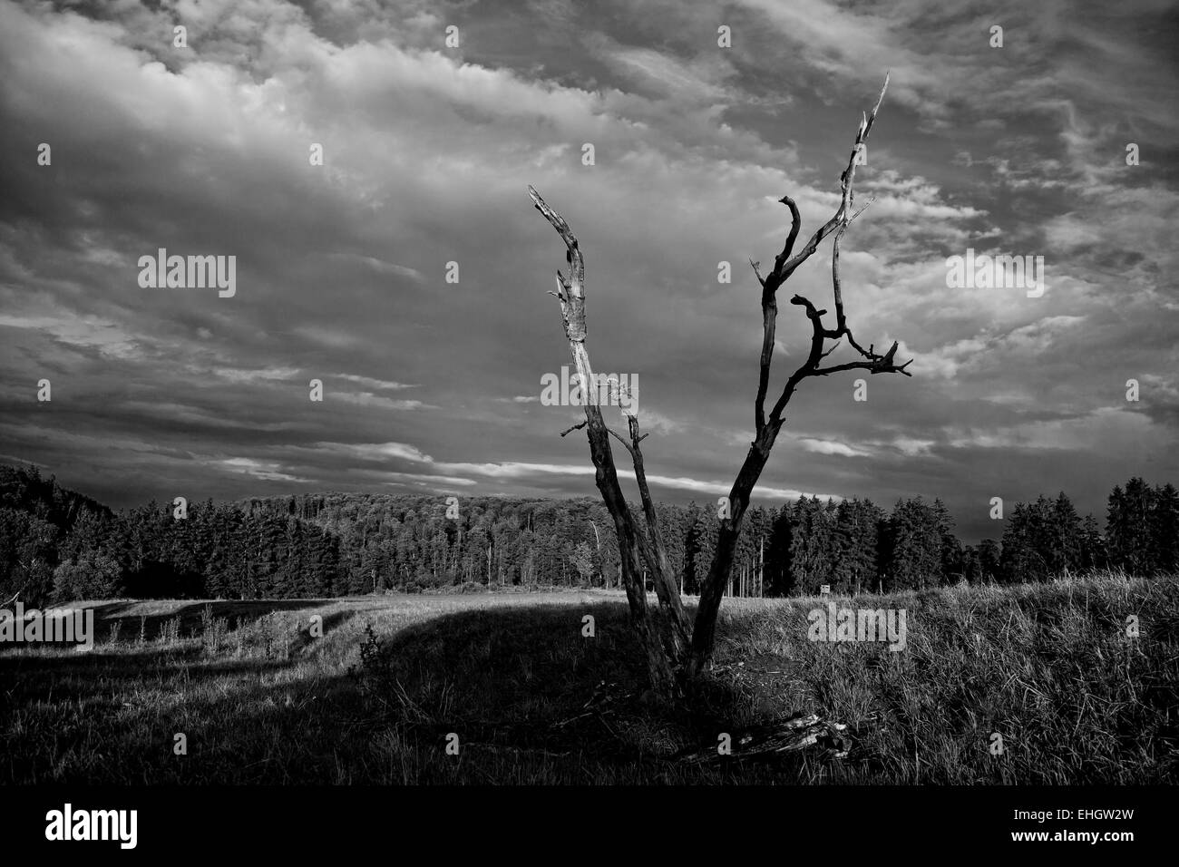 Dead tree Black and White Stock Photos & Images - Alamy