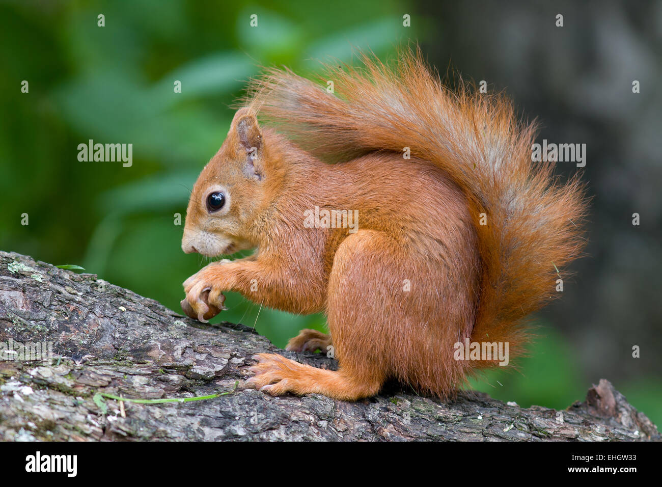 eurasian red squirrel Stock Photo - Alamy