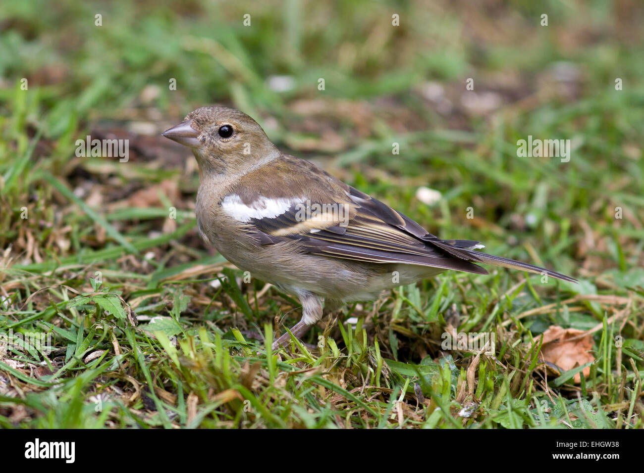 Teleaufnahme wildlife hi-res stock photography and images - Alamy