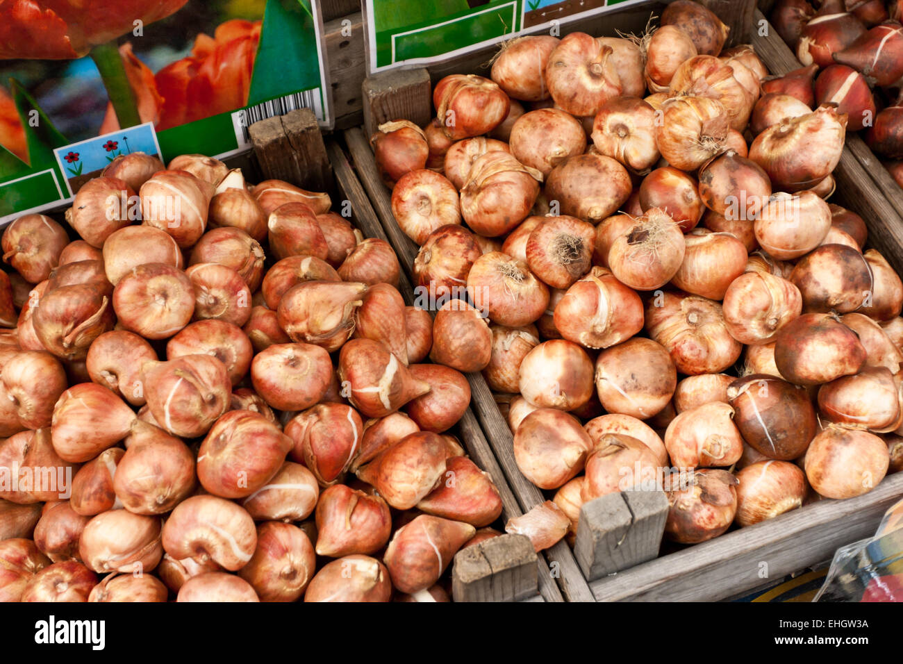 Flowerbulb hi-res stock photography and images - Alamy