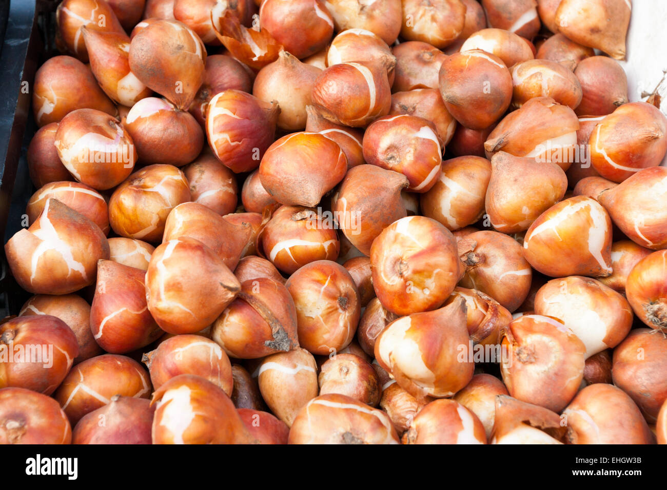 Bulbs from holland hi-res stock photography and images - Alamy