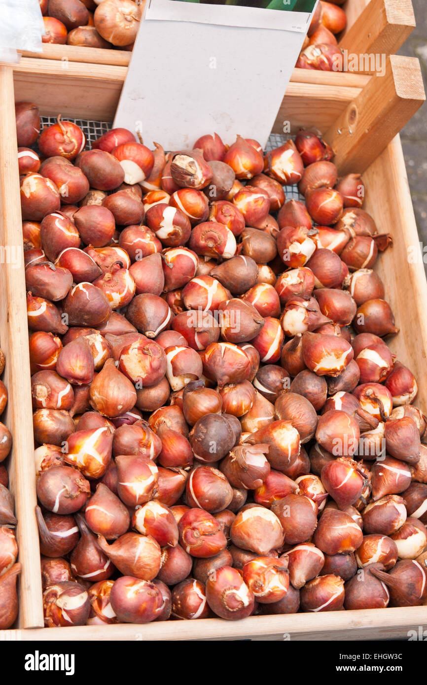 Flowerbulb hi-res stock photography and images - Alamy