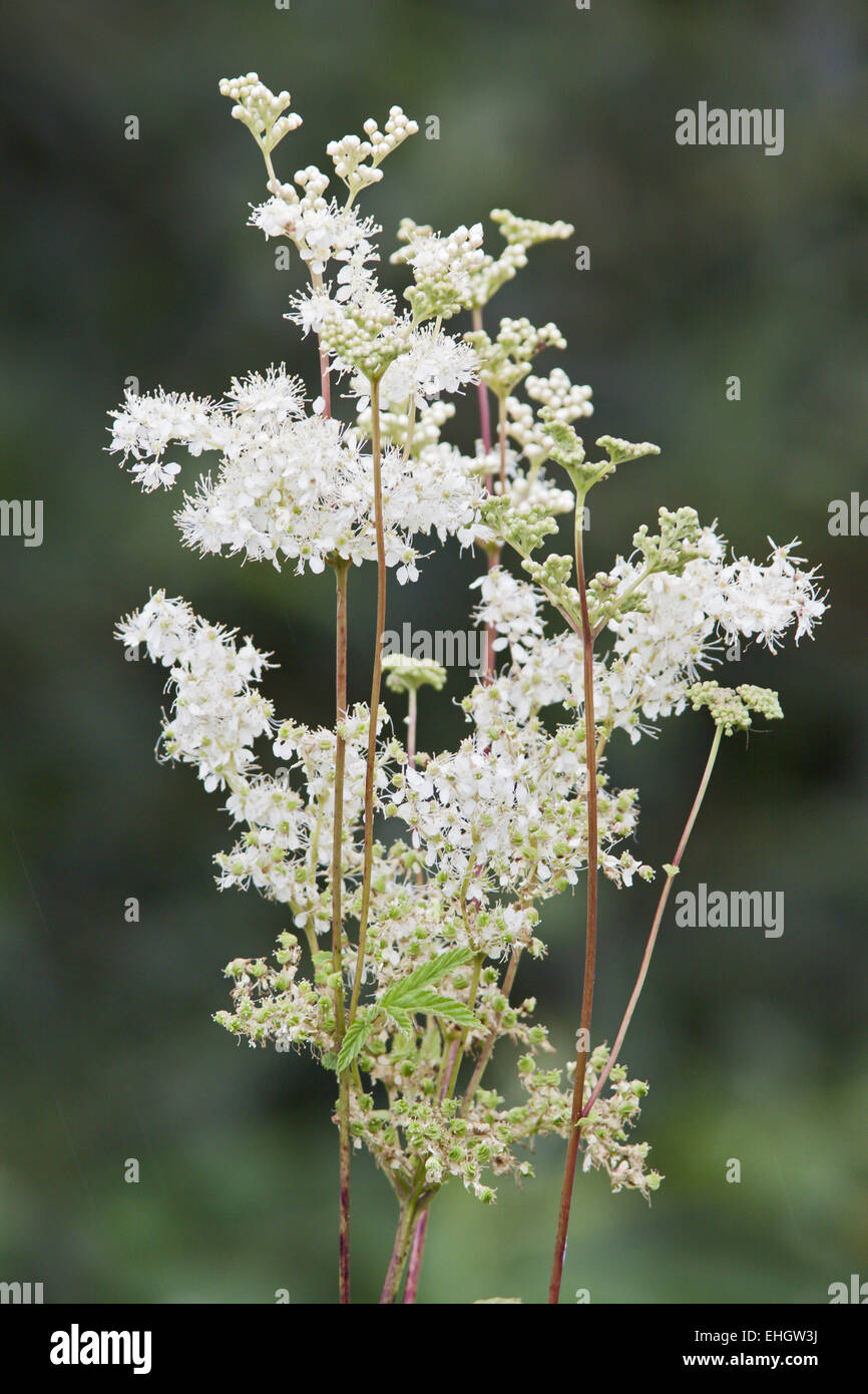 Filipendula ulmaria hi-res stock photography and images - Alamy