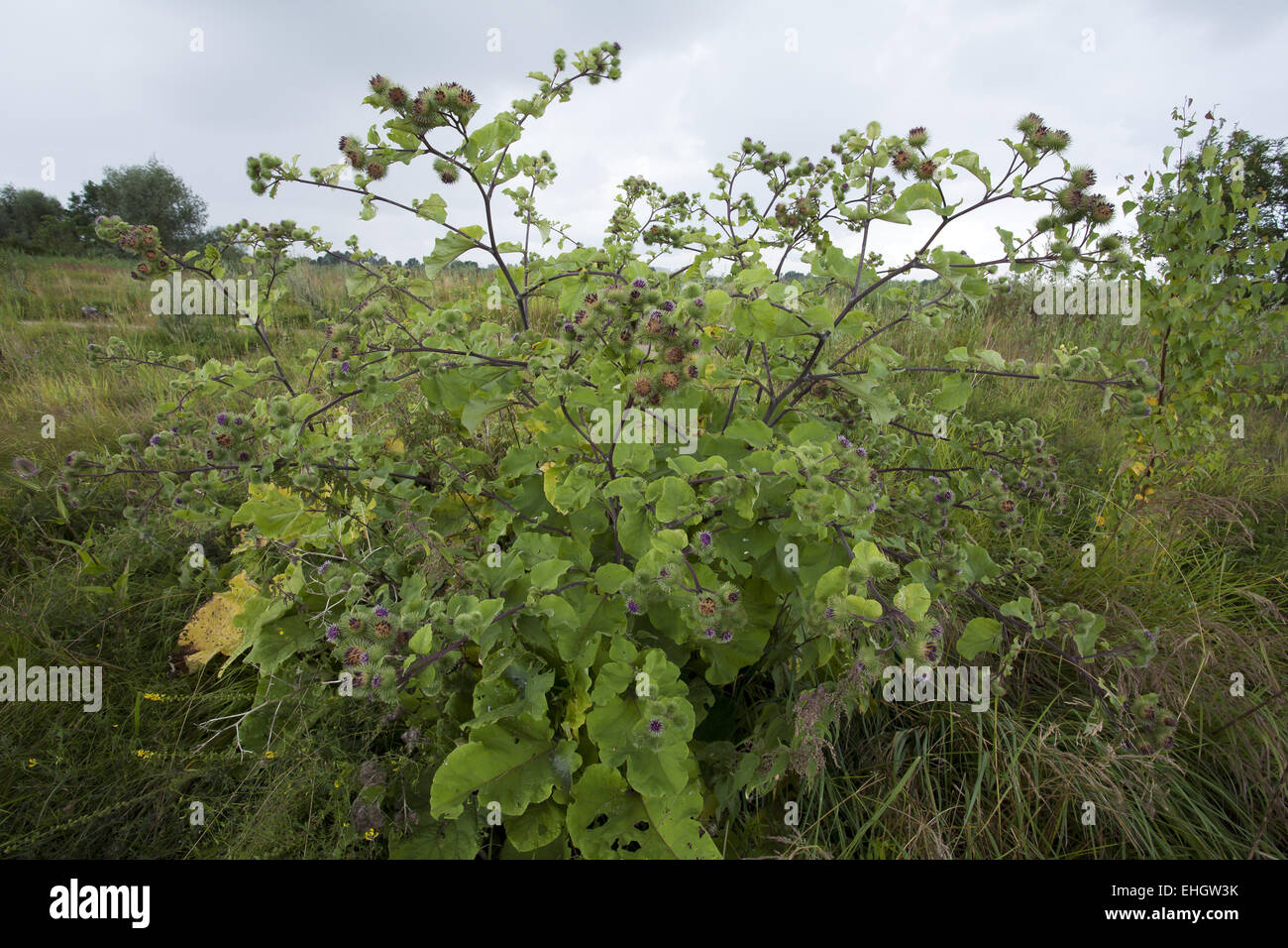 Greater Burdock, Arctium lappa Stock Photo - Alamy