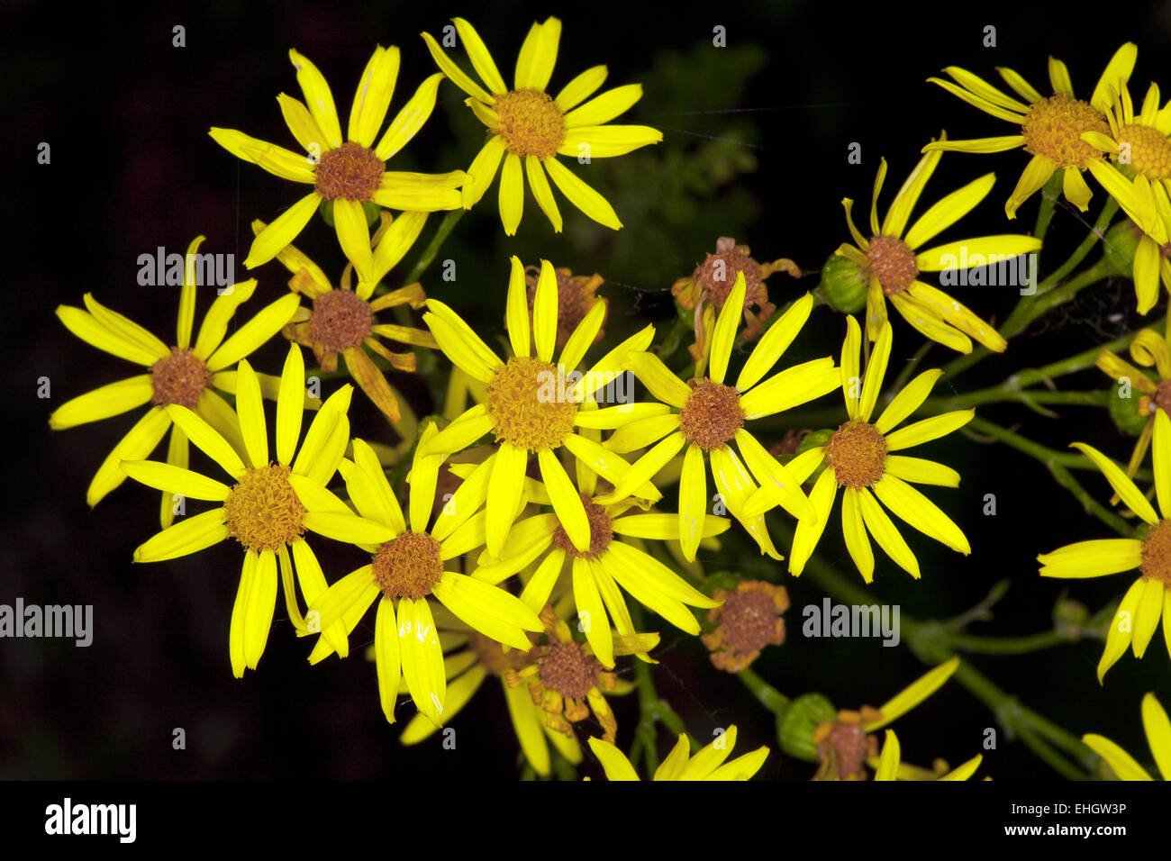 Senecio jacobaea, Ragwort Stock Photo - Alamy