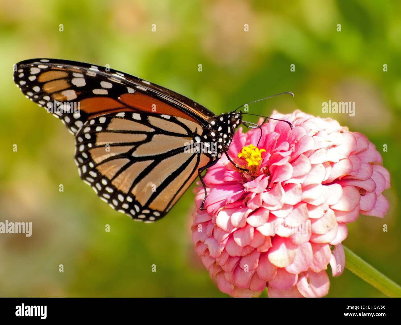 Beautiful Monarch butterfly in fall garden Stock Photo - Alamy
