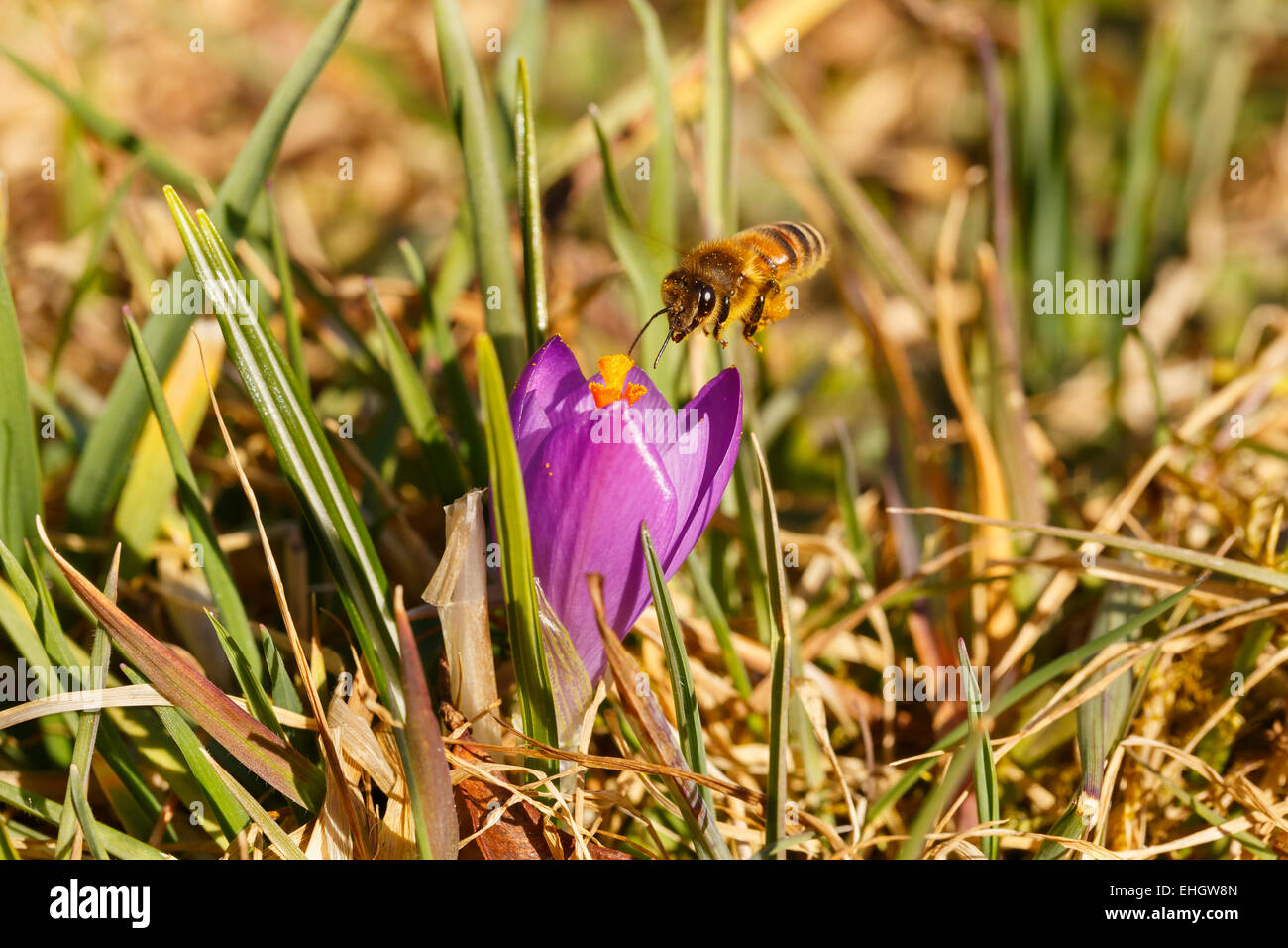 Bee on crocus flower Stock Photo - Alamy