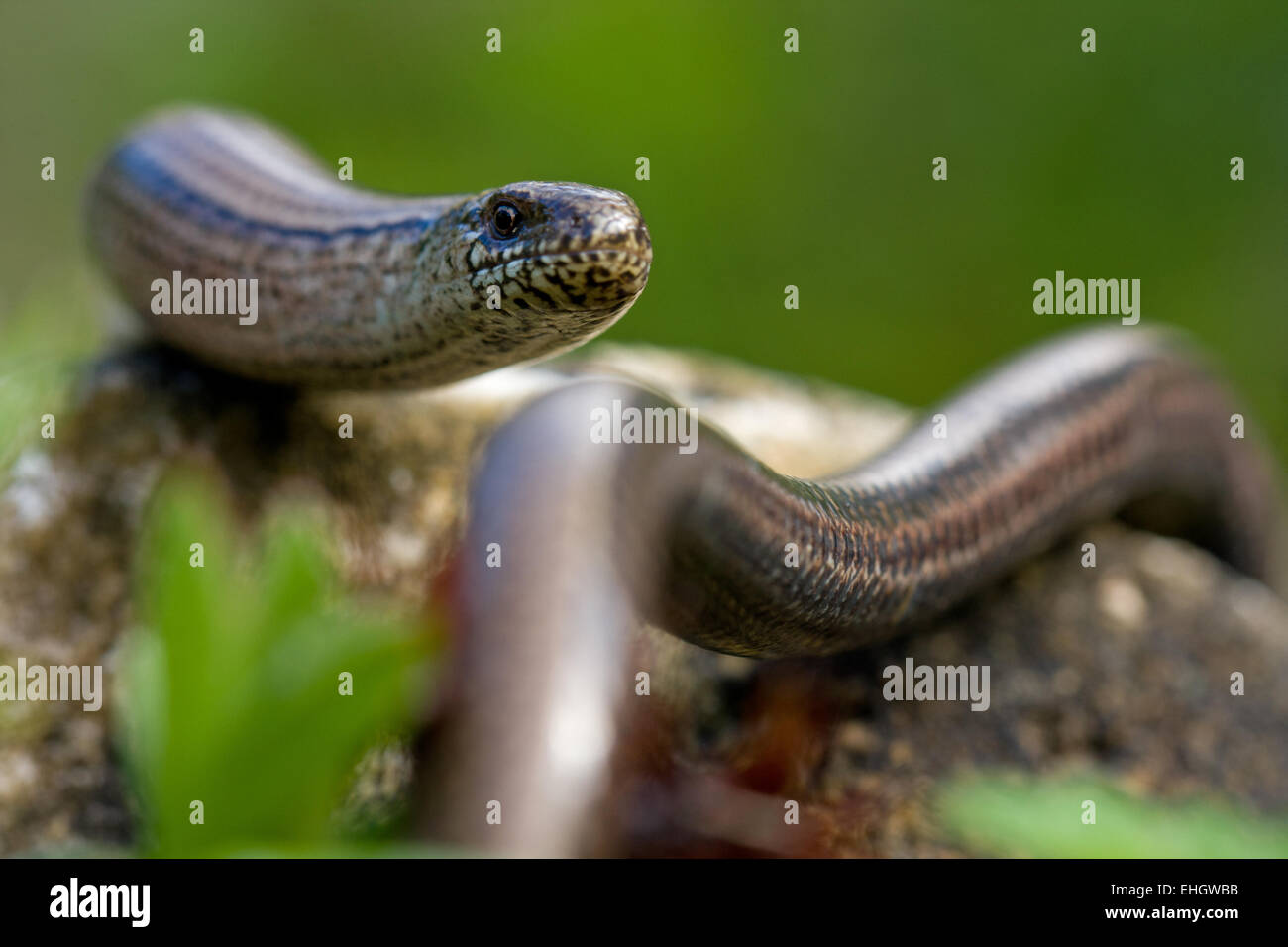 Blind snake hi-res stock photography and images - Alamy