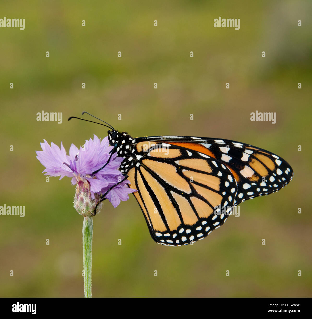 Purple monarch butterfly hi-res stock photography and images - Alamy