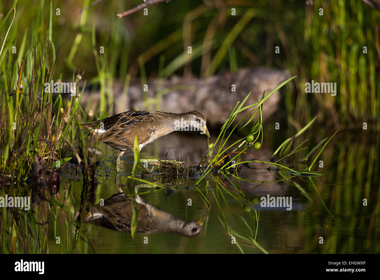 Sora rail carolina crake hi-res stock photography and images - Alamy