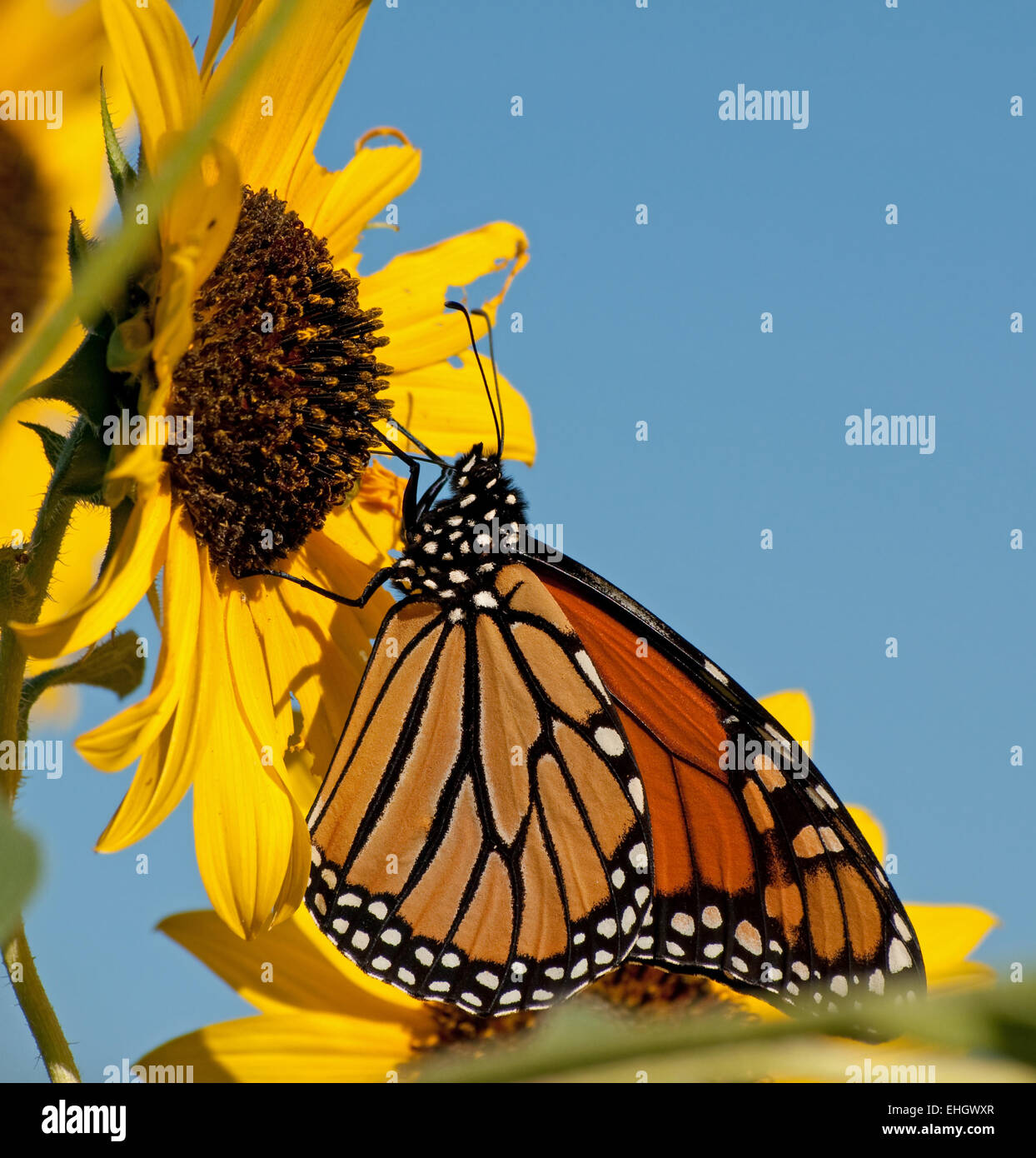 Monarch butterfly feeding hi-res stock photography and images - Alamy