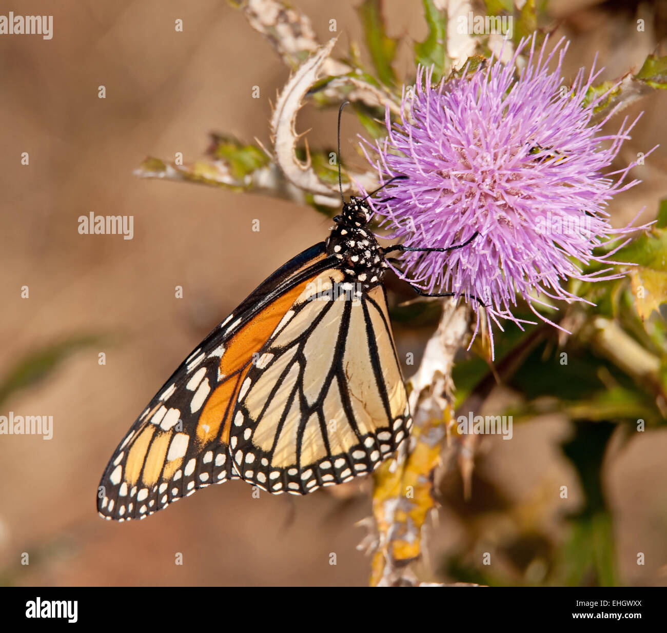 Fall butterfly hi-res stock photography and images - Alamy