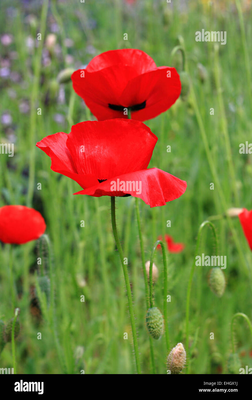 Flourishing red poppy flowers hi-res stock photography and images - Alamy