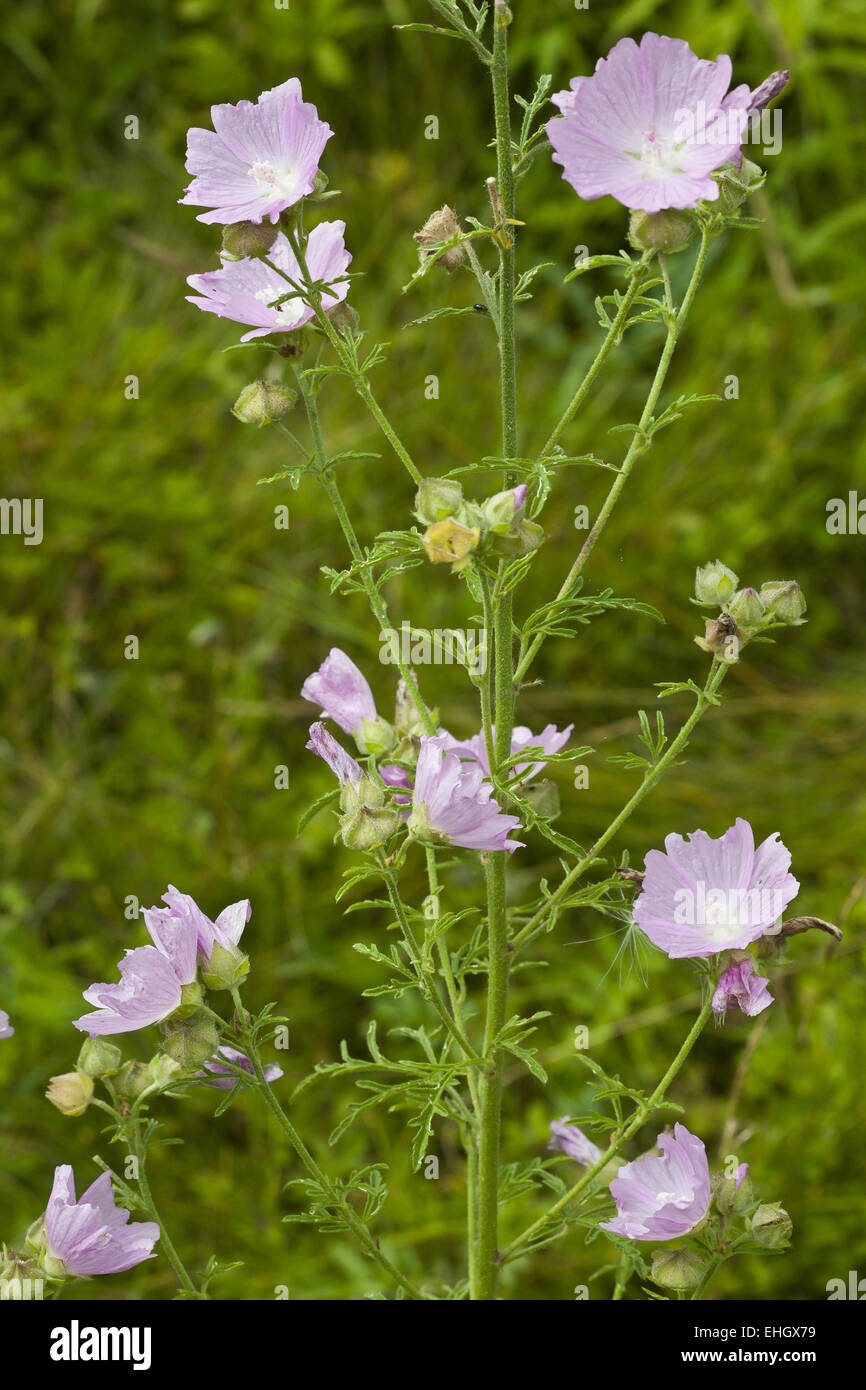 Malva alcea hi-res stock photography and images - Alamy