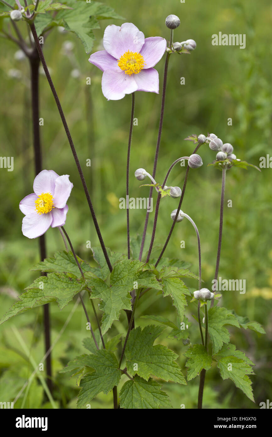 Japanese Anemone, Anemone hupehensis Stock Photo - Alamy