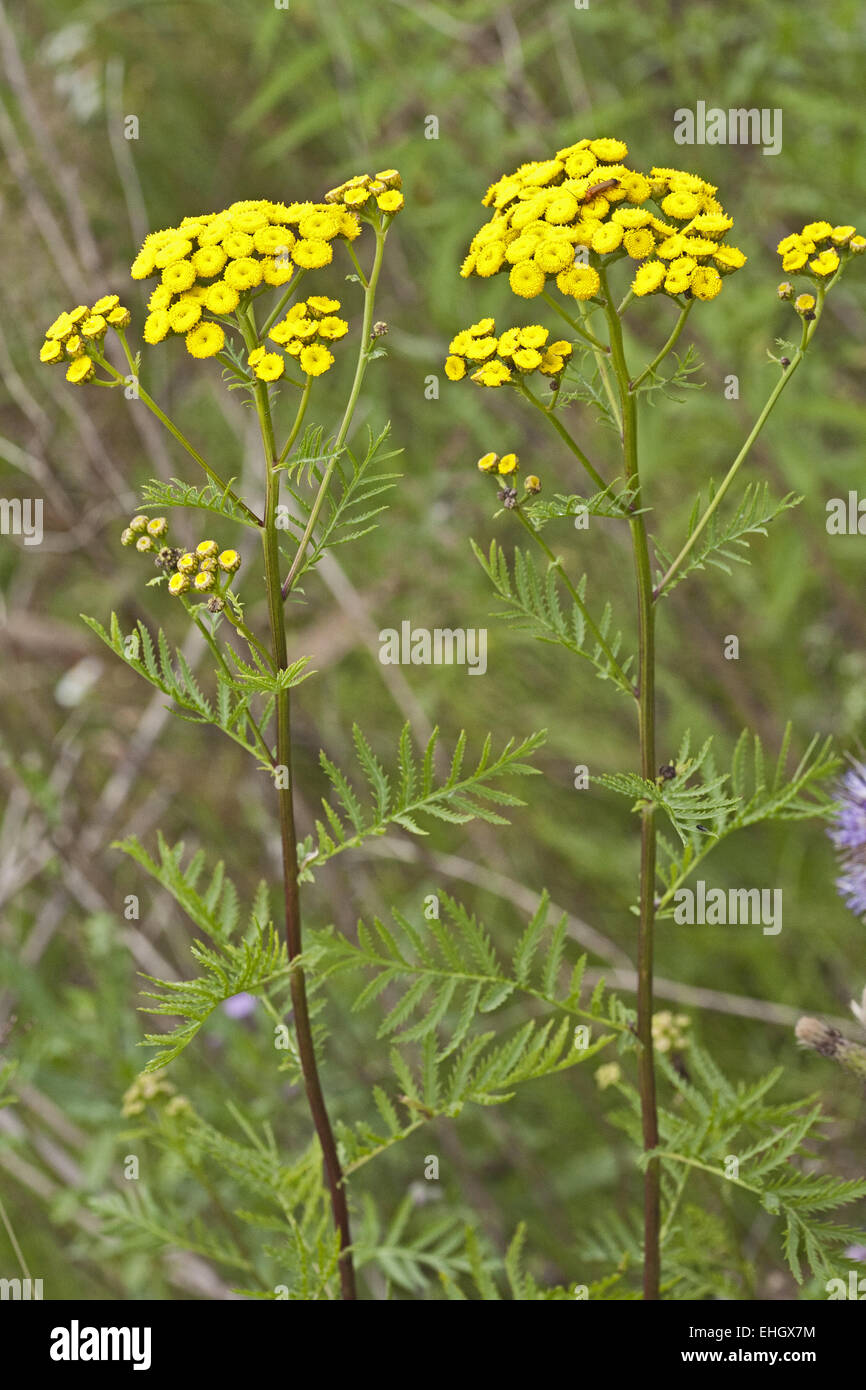 Common Tansy, Tanacetum vulgare Stock Photo - Alamy