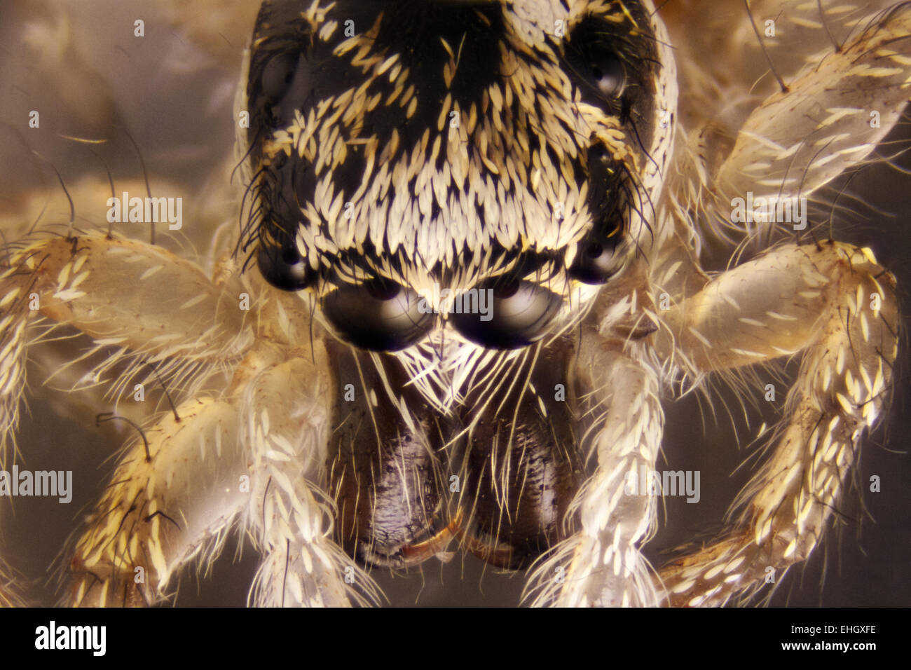 Micro photo spider hi-res stock photography and images - Alamy