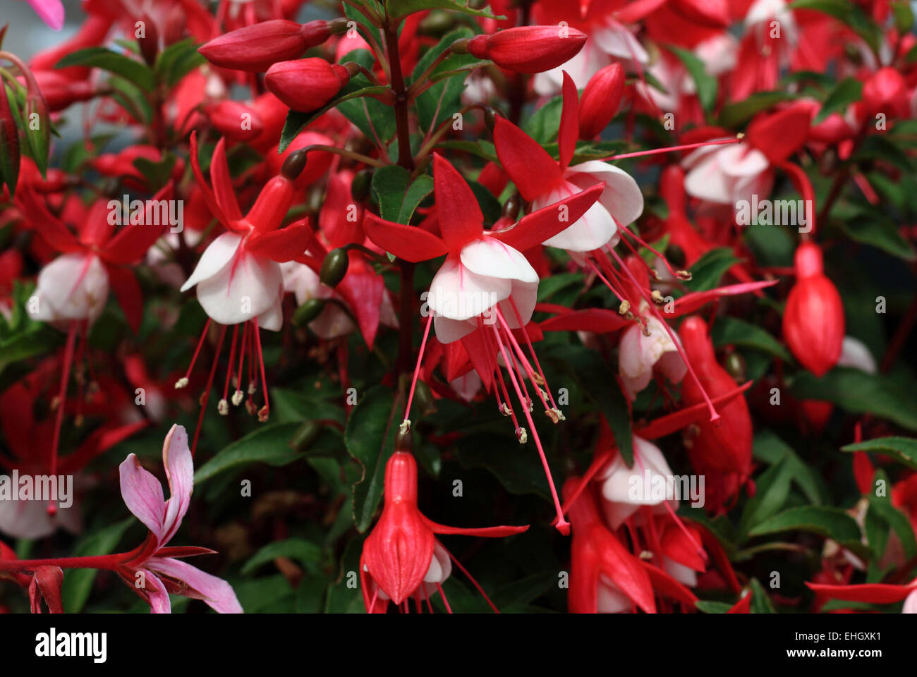 Red white fuchsia Stock Photo - Alamy