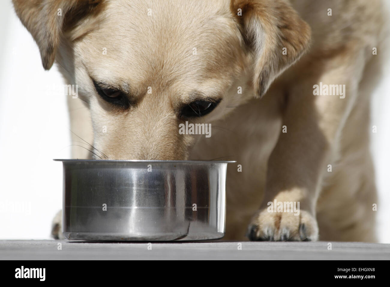 Very hunger dog hi-res stock photography and images - Alamy