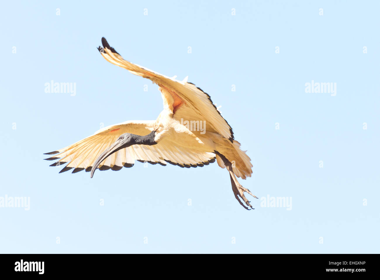 A Crane in flight Stock Photo - Alamy