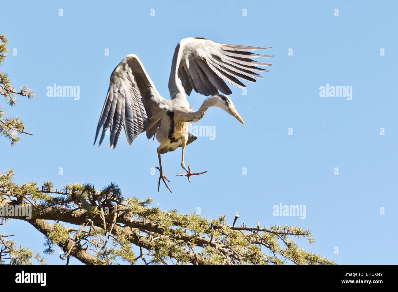 Crane flapping wings hi-res stock photography and images - Alamy