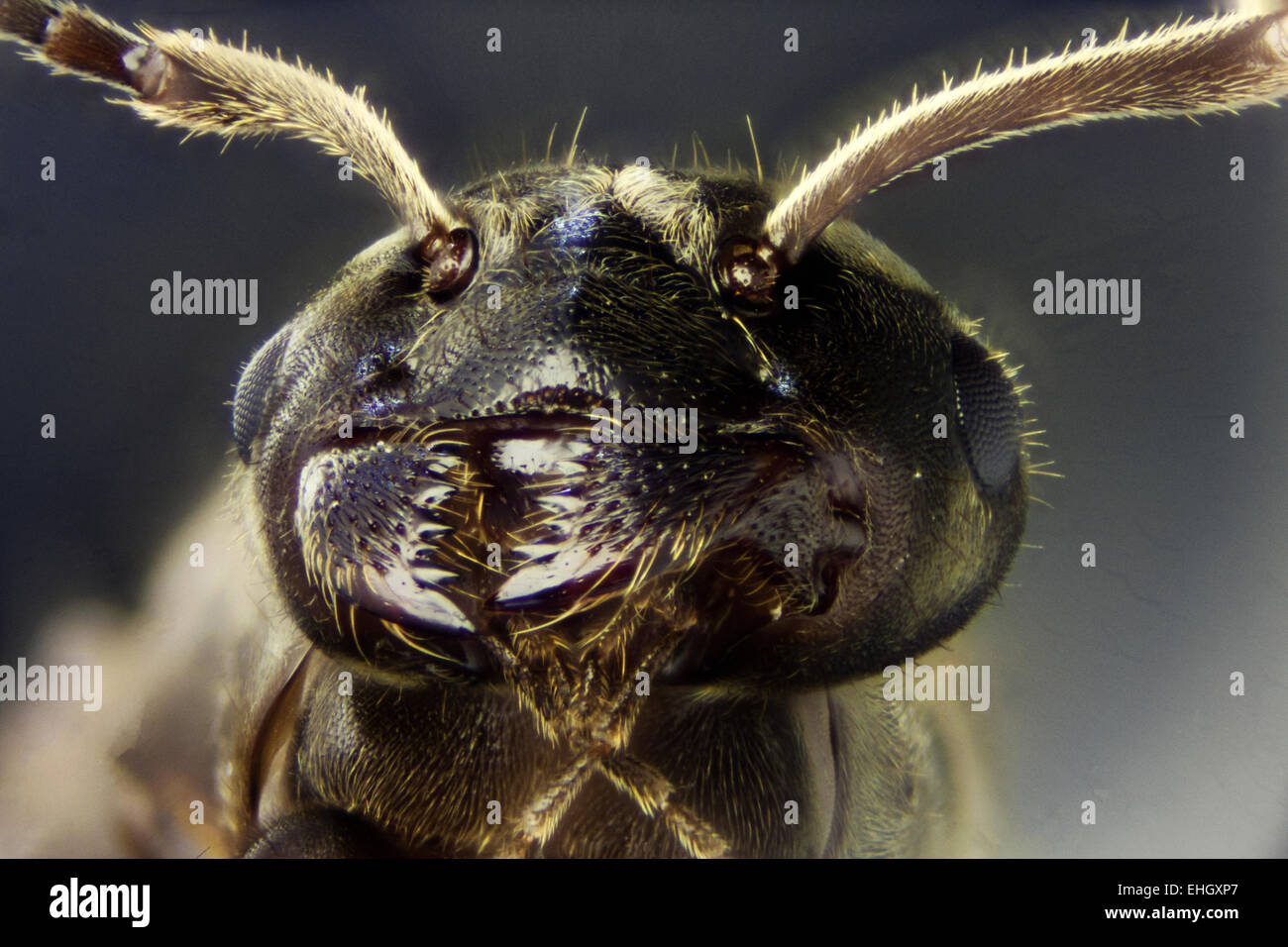 Microscopic ant hi-res stock photography and images - Alamy