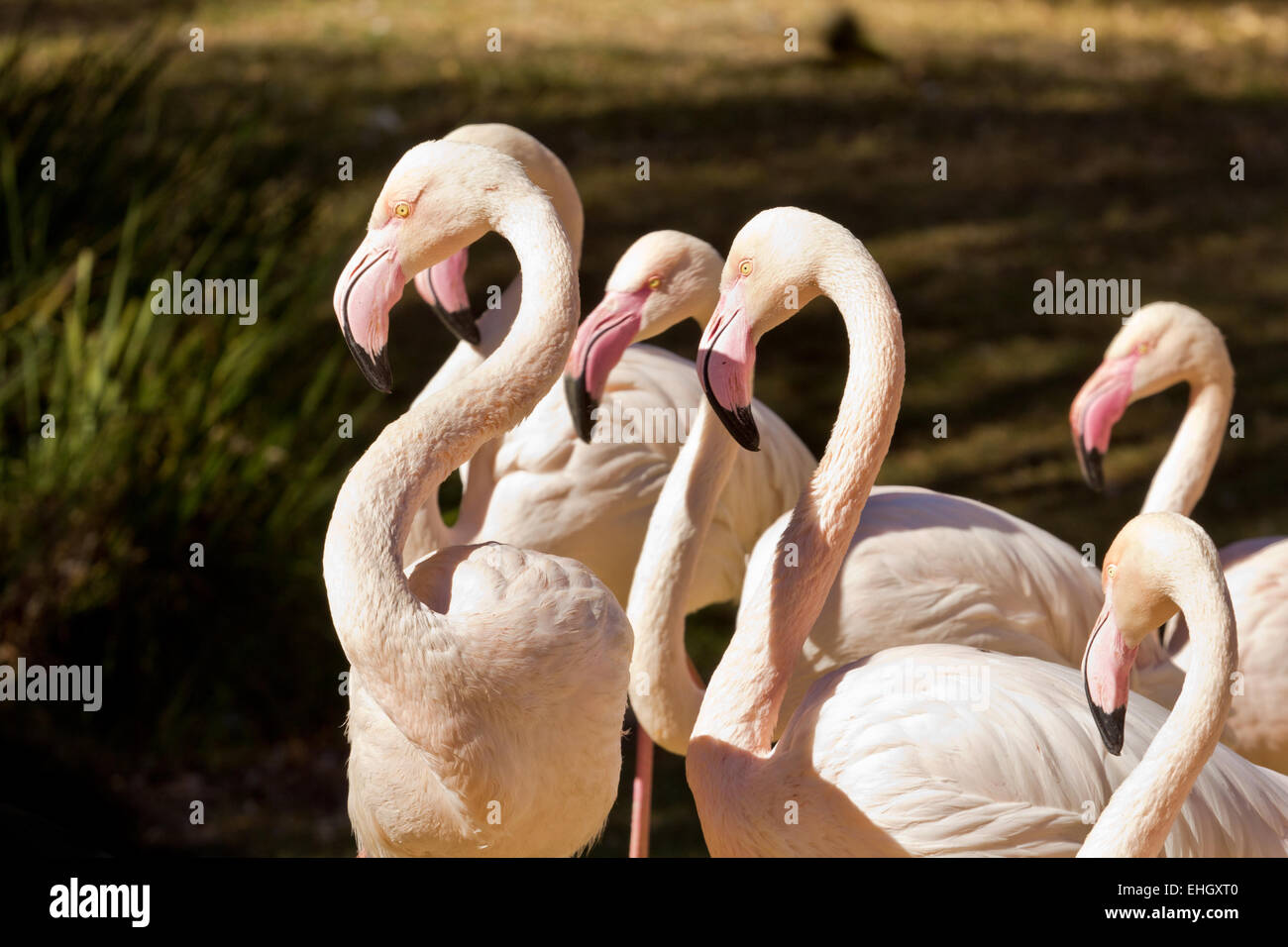 Flamingo legs hi-res stock photography and images - Alamy
