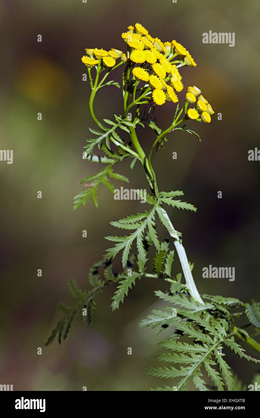 Common Tansy, Tanacetum vulgare Stock Photo - Alamy