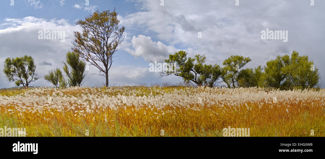 Autumn landscape with a cane Stock Photo - Alamy