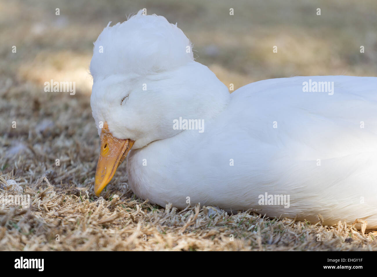 Sleepy wildlife hi-res stock photography and images - Alamy
