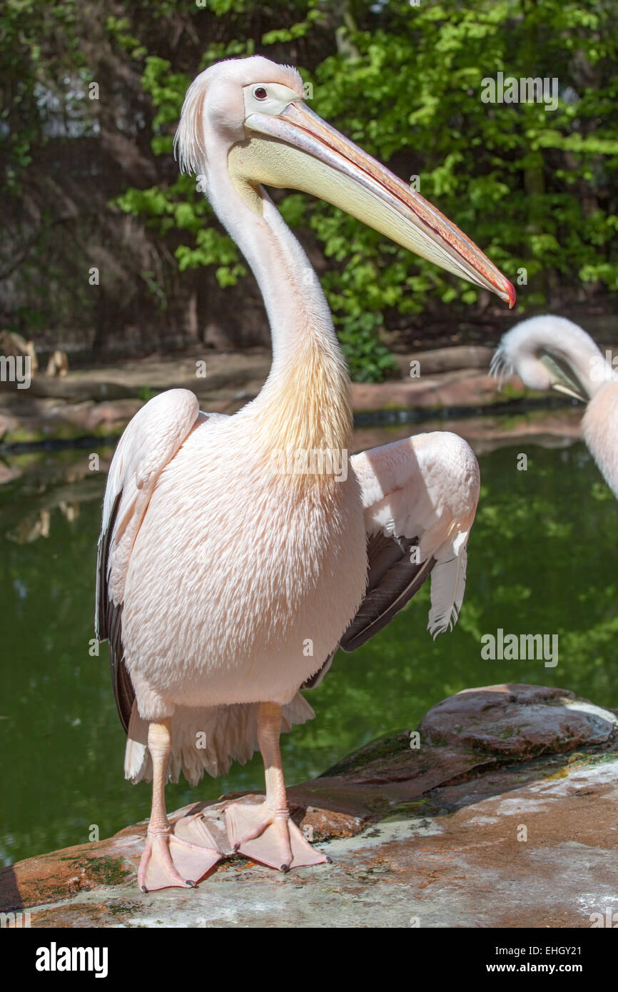 Portrait of a beautiful Pelikan Stock Photo - Alamy
