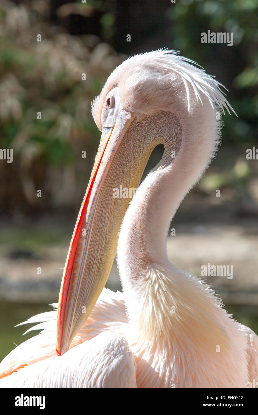 Portrait of a beautiful Pelikan Stock Photo - Alamy