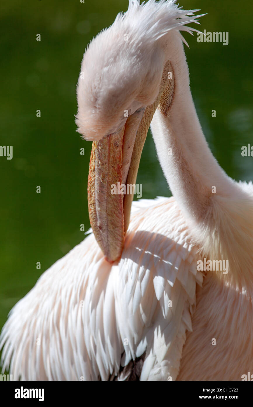 Pelikan hi-res stock photography and images - Alamy