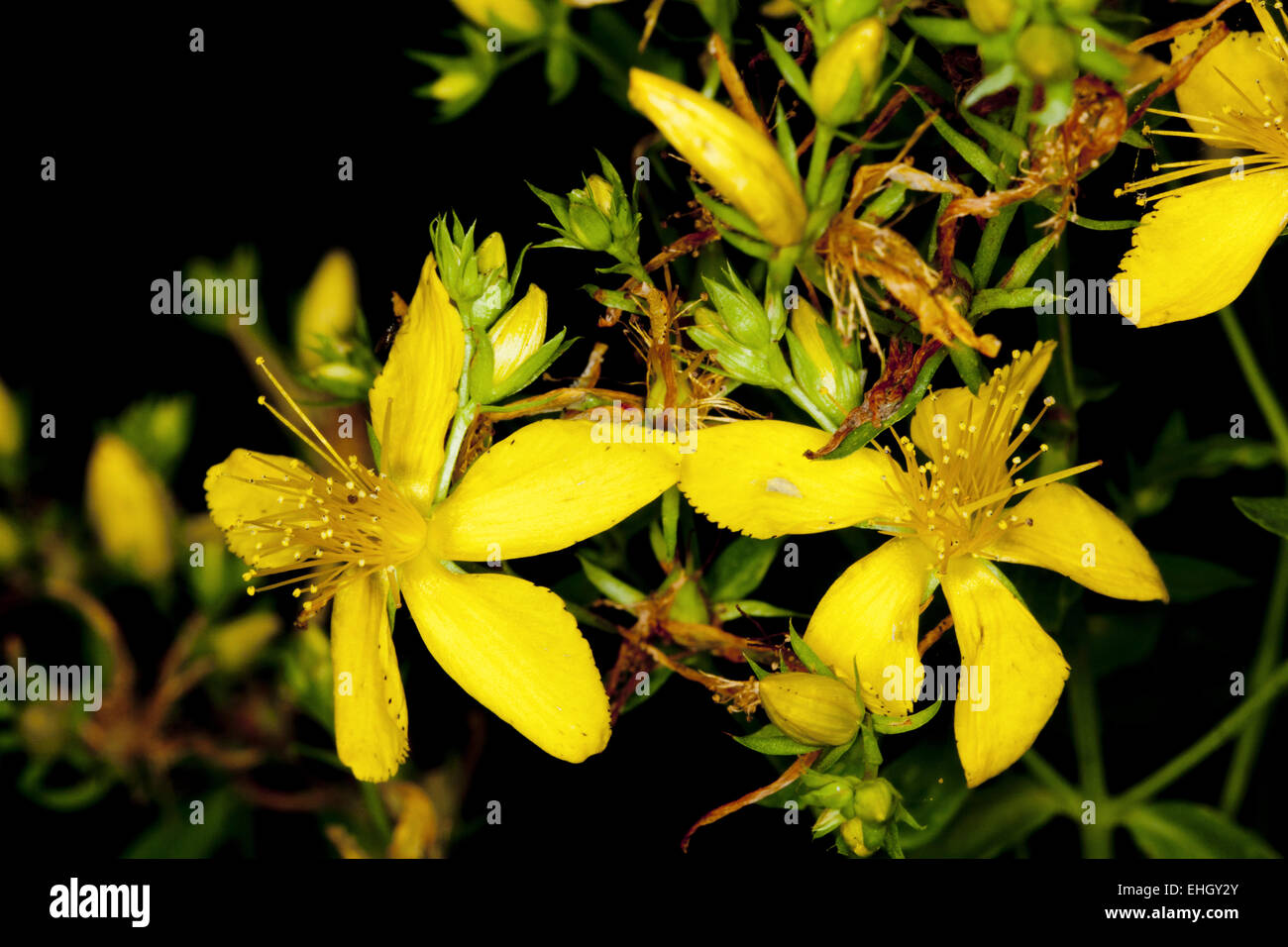 St. John's Wort, Hypericum perforatum Stock Photo - Alamy