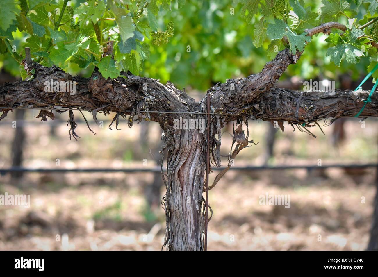 Grapevine in Spring Stock Photo - Alamy
