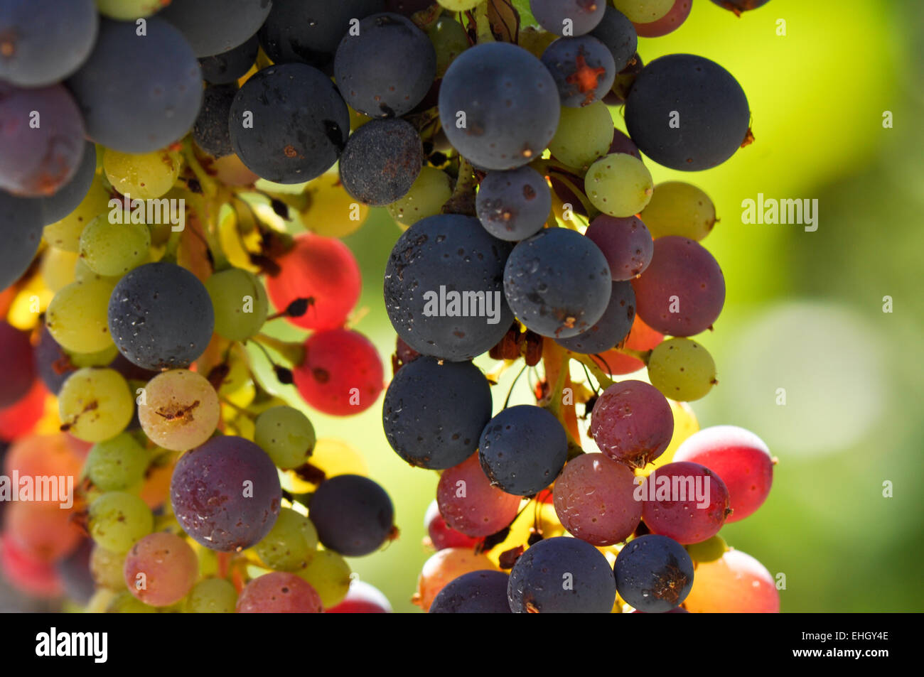 Multi Color Grapes on the Vine Stock Photo - Alamy