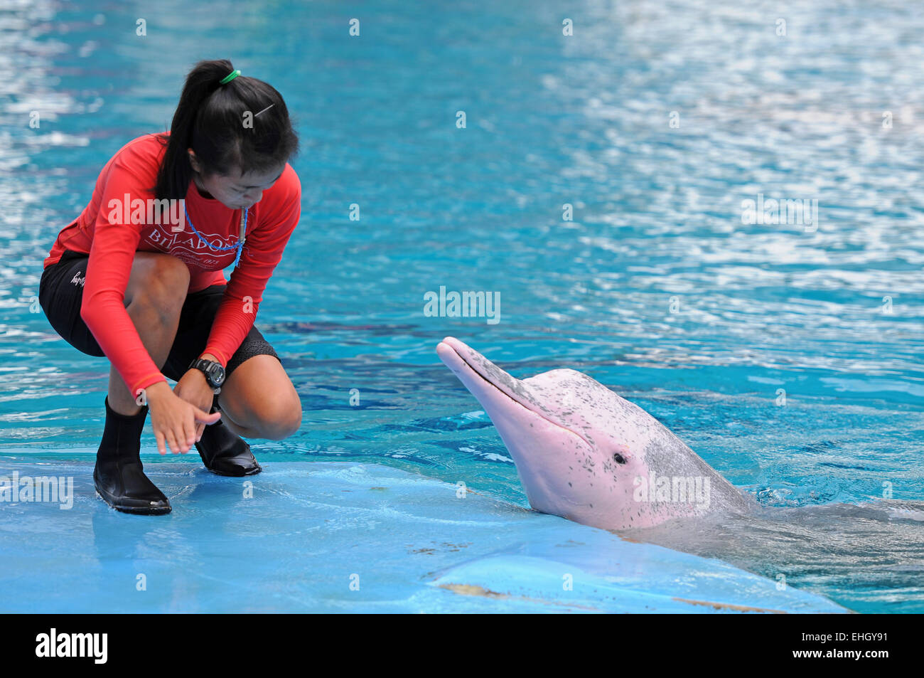 Pink Dolphins High Resolution Stock Photography and Images - Alamy