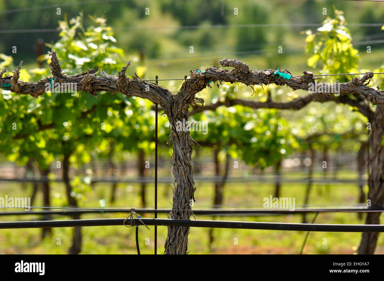 Napa Grape Vine in Spring Stock Photo - Alamy