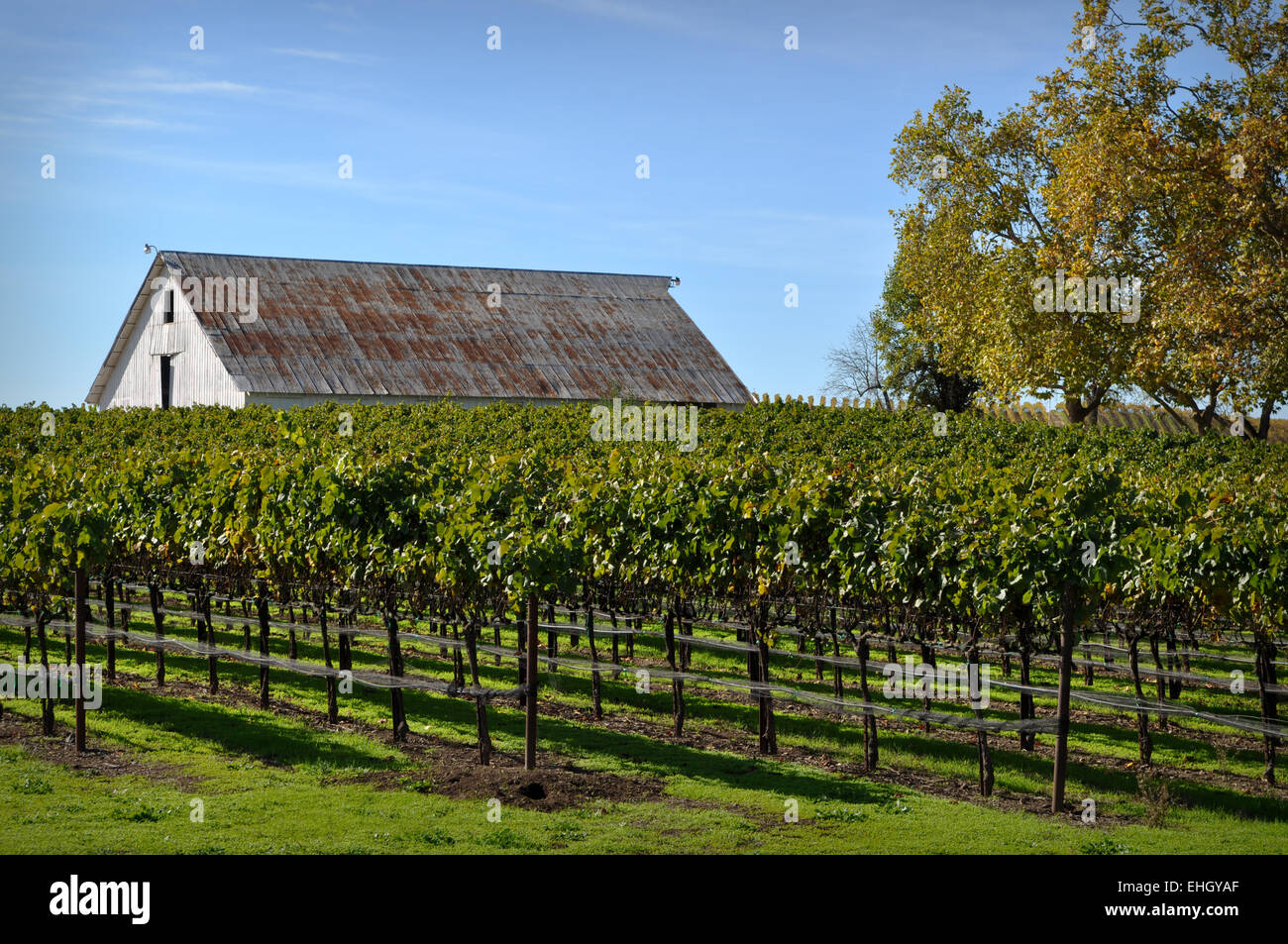 Vineyard California Barn High Resolution Stock Photography and Images ...