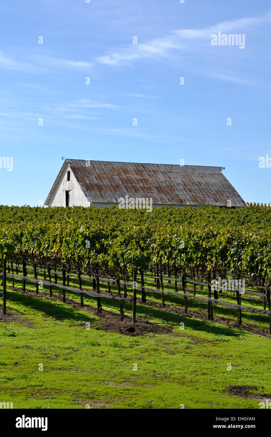 Vineyard california barn hi-res stock photography and images - Alamy