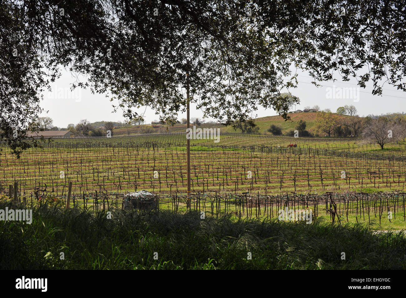 Hidden Vineyard Beyond Trees and Grass Stock Photo - Alamy