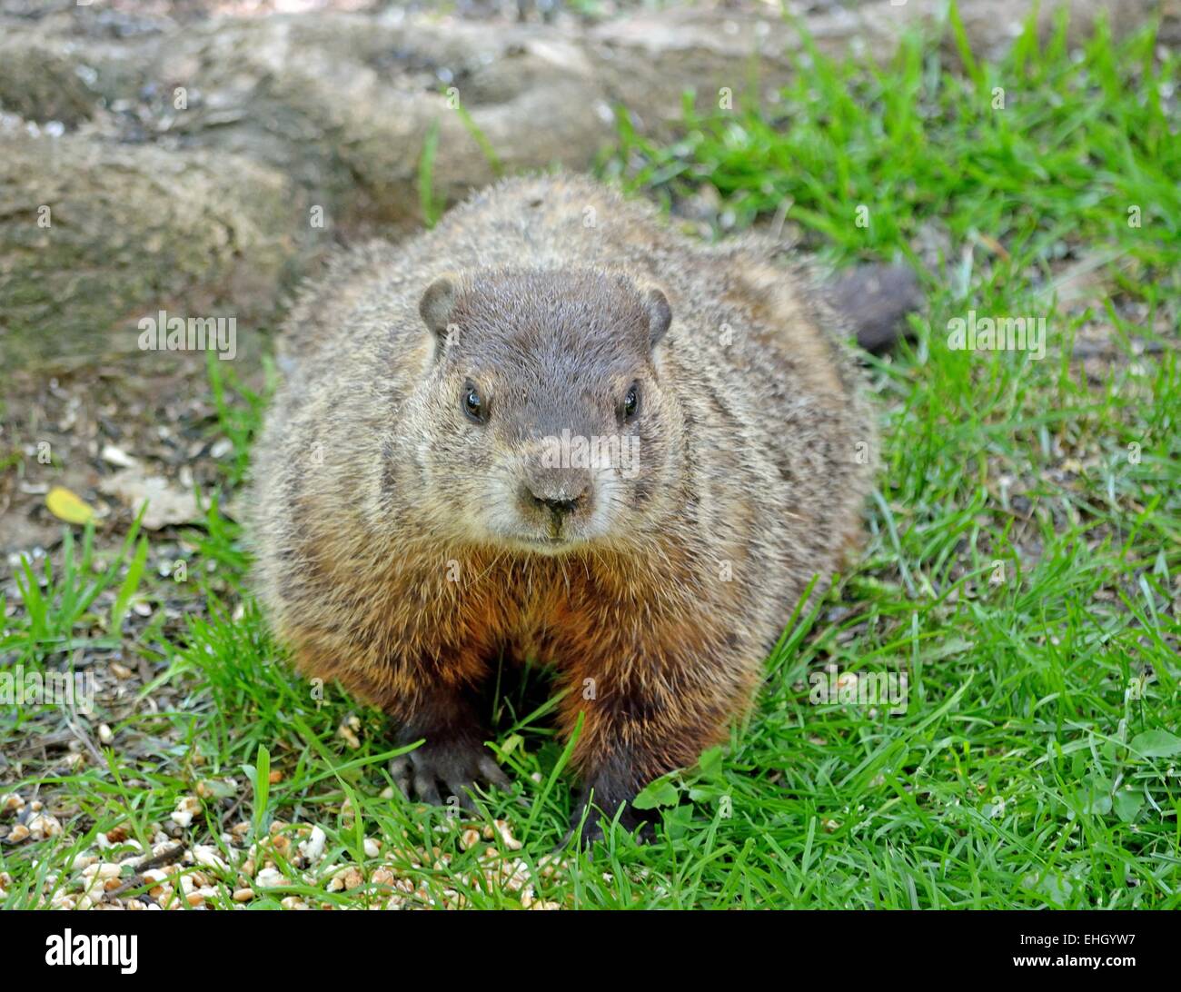 Groundhog close up hi-res stock photography and images - Alamy