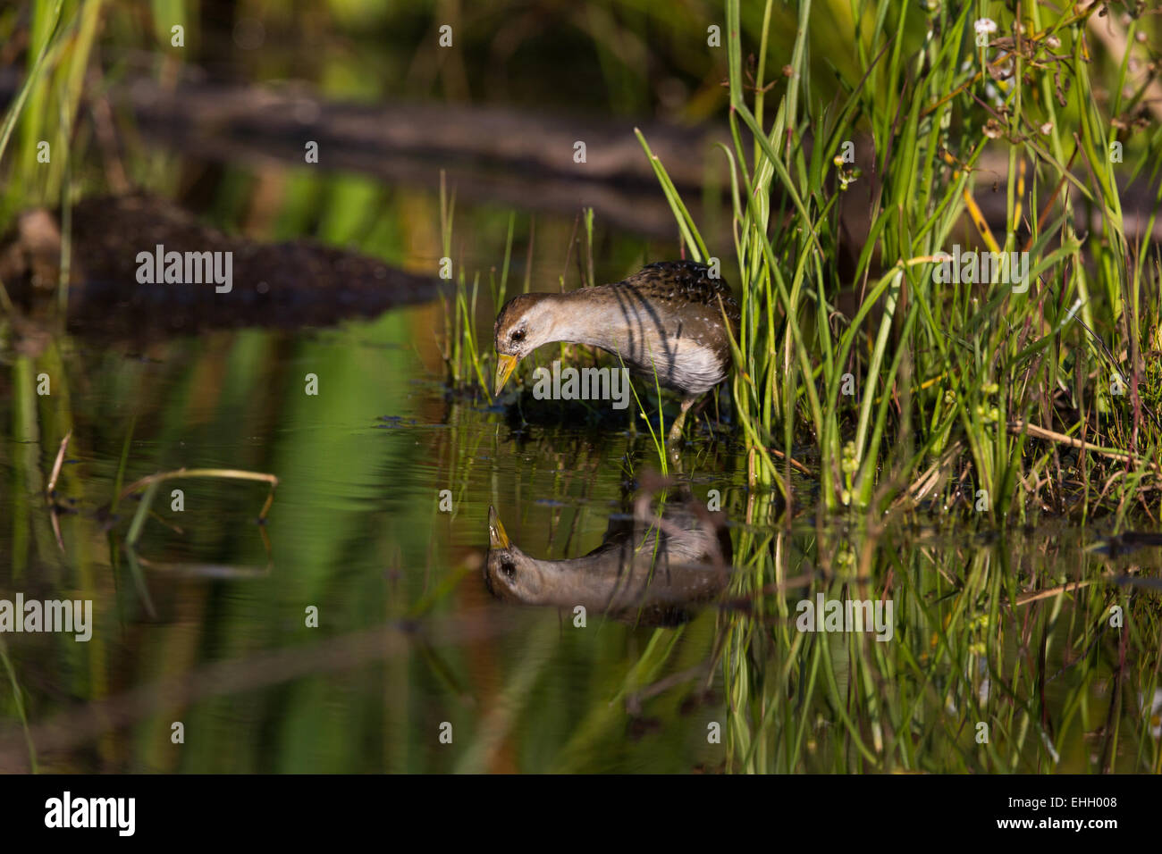 Sora rail carolina crake hi-res stock photography and images - Alamy