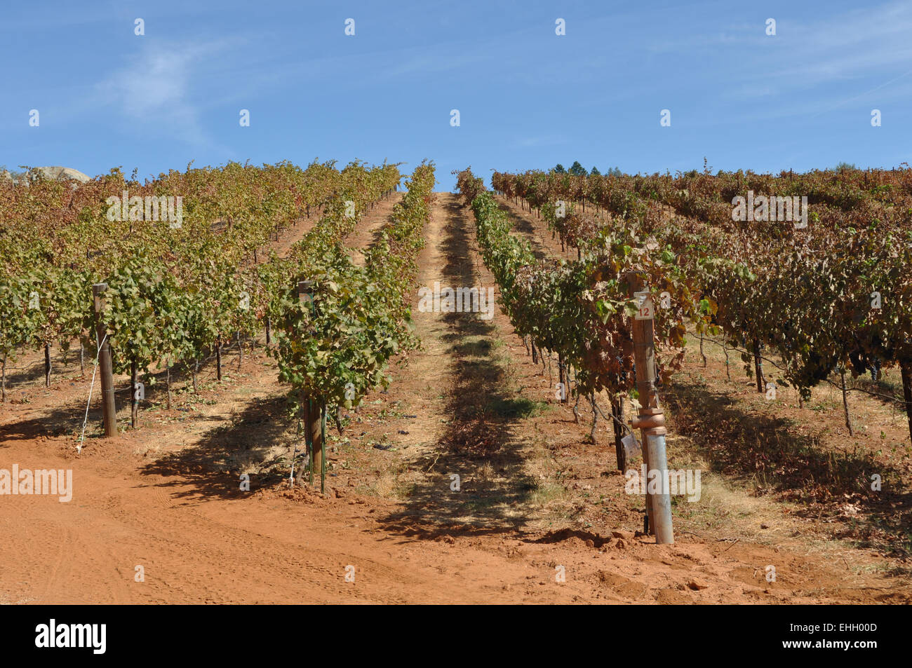Vines in a row hi-res stock photography and images - Alamy