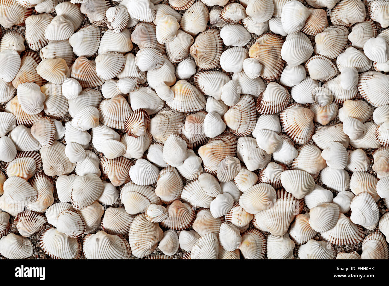 Underwater seashells hi-res stock photography and images - Alamy