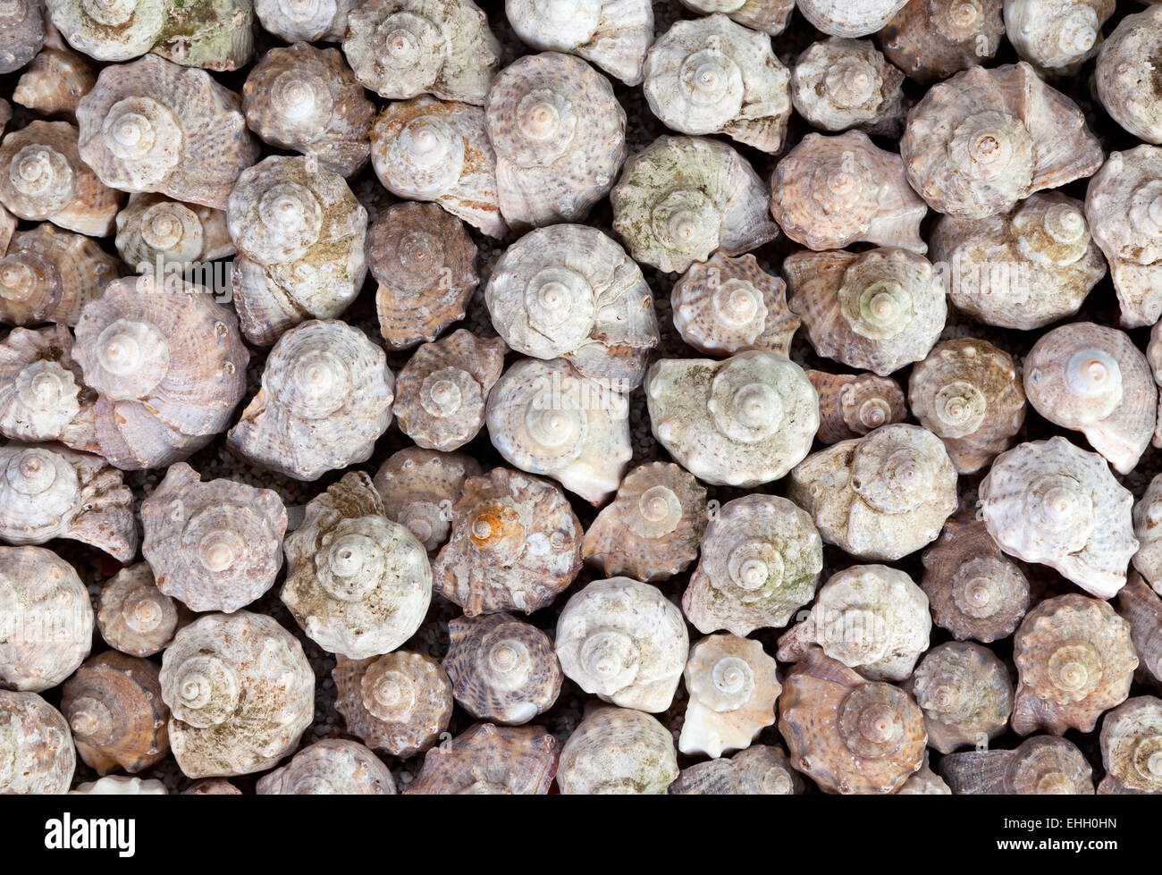 Macro seashells hi-res stock photography and images - Alamy