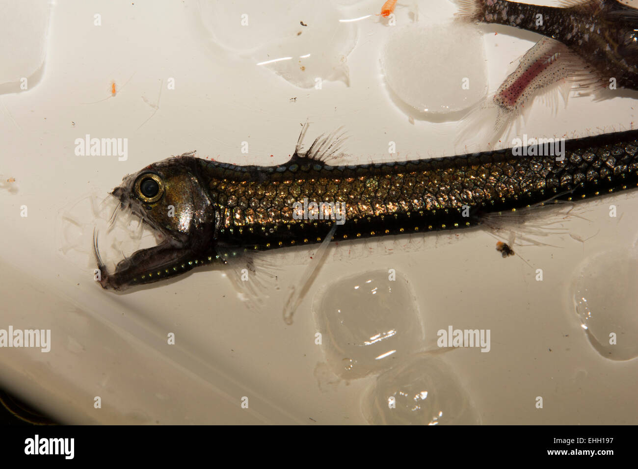 Viperfish hi-res stock photography and images - Alamy