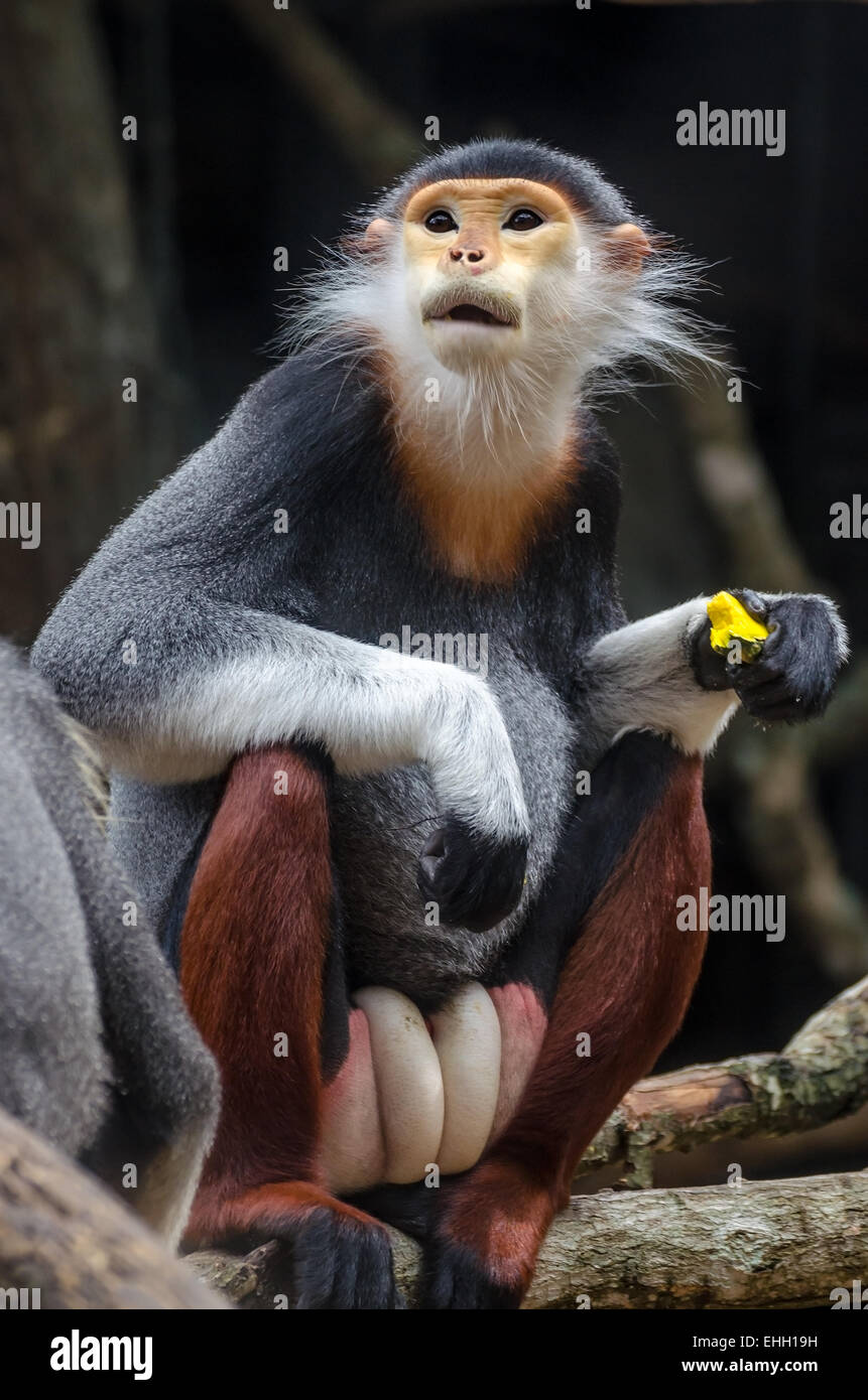 Red shanked douc monkey hi-res stock photography and images - Alamy