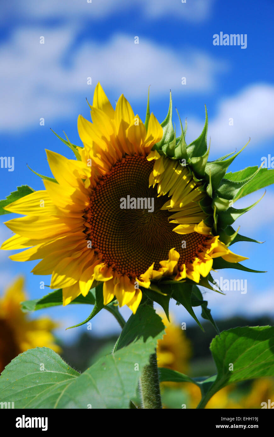 Opening sunflower hi-res stock photography and images - Alamy