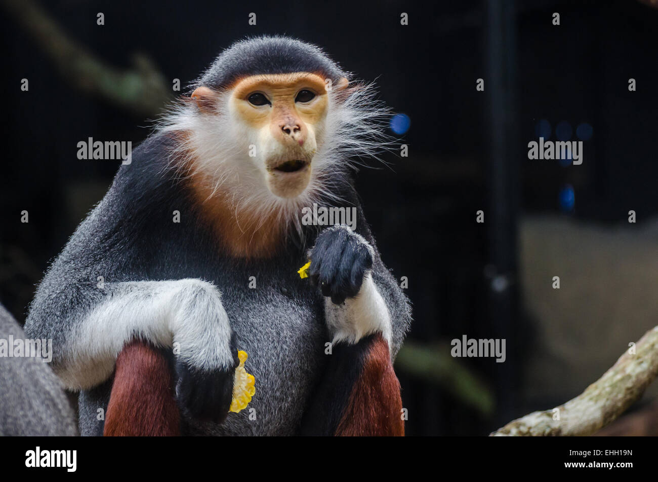 Red Shanked Douc Monkey High Resolution Stock Photography and Images ...